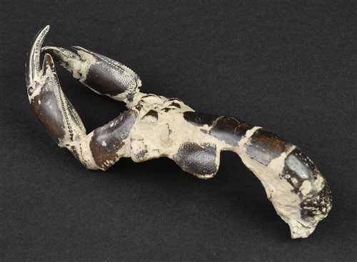 Lot 225 - Fossilised Crayfish.
